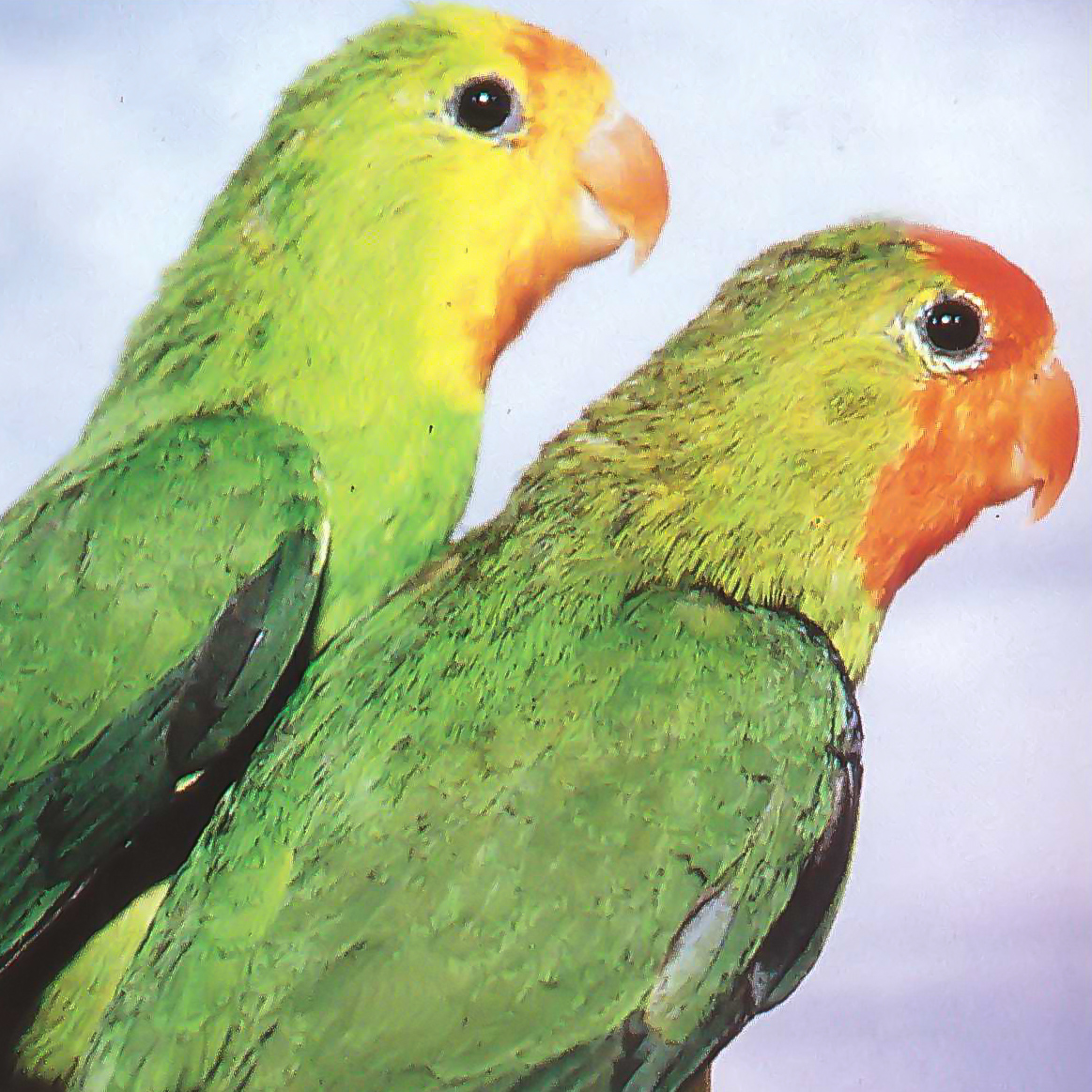 AGASSCOM – Agapornis Show Standards Center of Ornithology Management